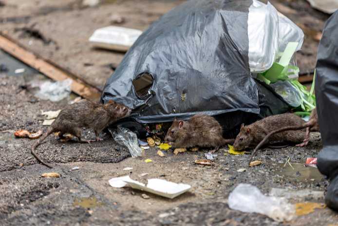 Government Cuts could lead to a surge in rat infestations! | London ...