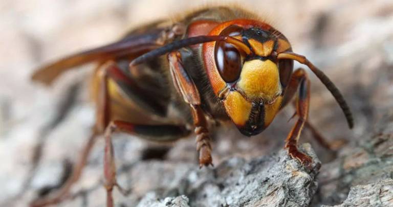 Hornet Control | London Insect Control